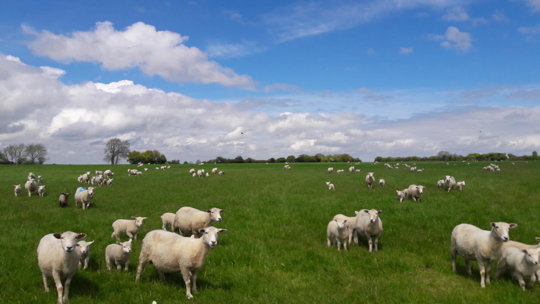 Unusual Easter but Same old Lamb and Sweet Treats - Todelli blog